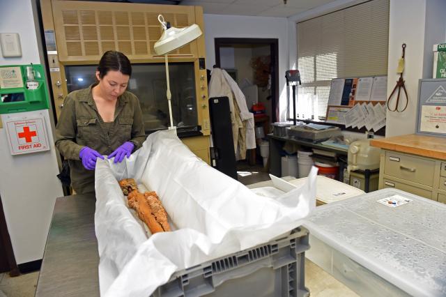 Rare and Unusual Submarines | Naval History Magazine - October 2023 ...