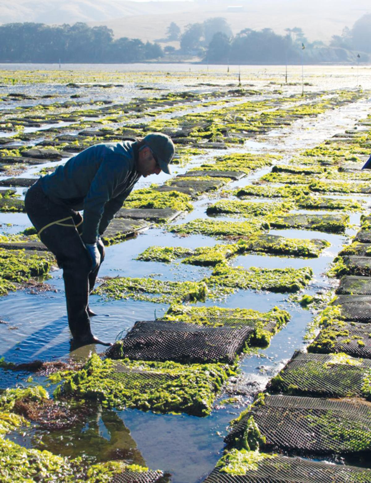 Oceans: The Farming of the Sea | Proceedings - July 2012 Vol. 138/7/1,313